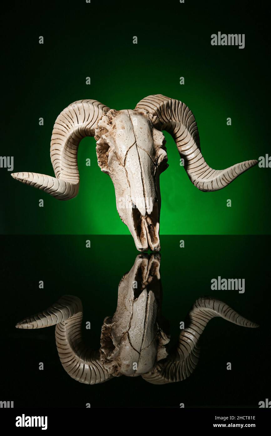 Skull of sheep on dark background Stock Photo - Alamy