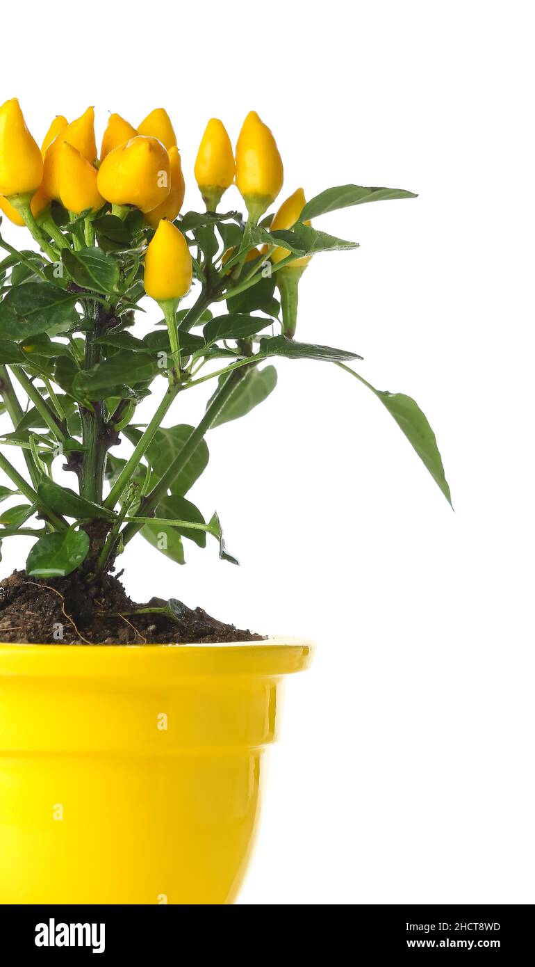 Pepper tree in pot on white background Stock Photo - Alamy
