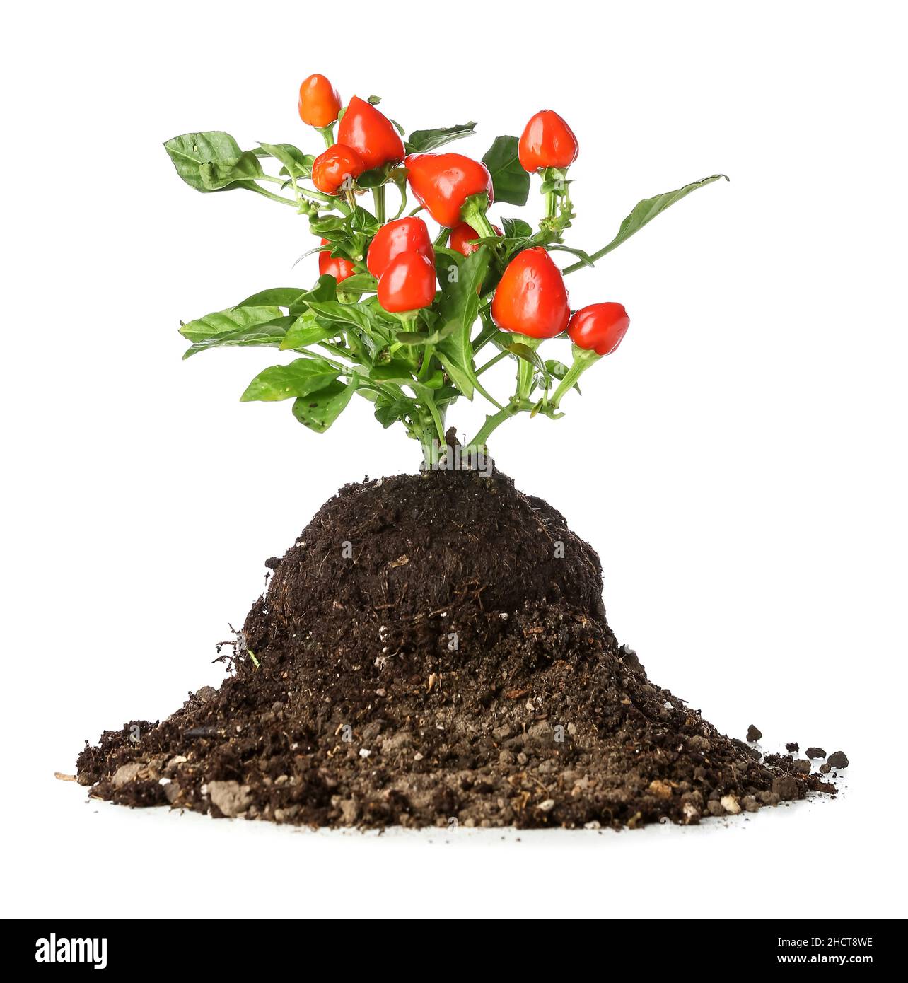 Pepper tree in ground on white background Stock Photo - Alamy