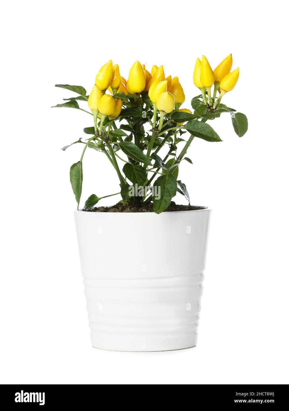 Pepper tree in pot on white background Stock Photo - Alamy