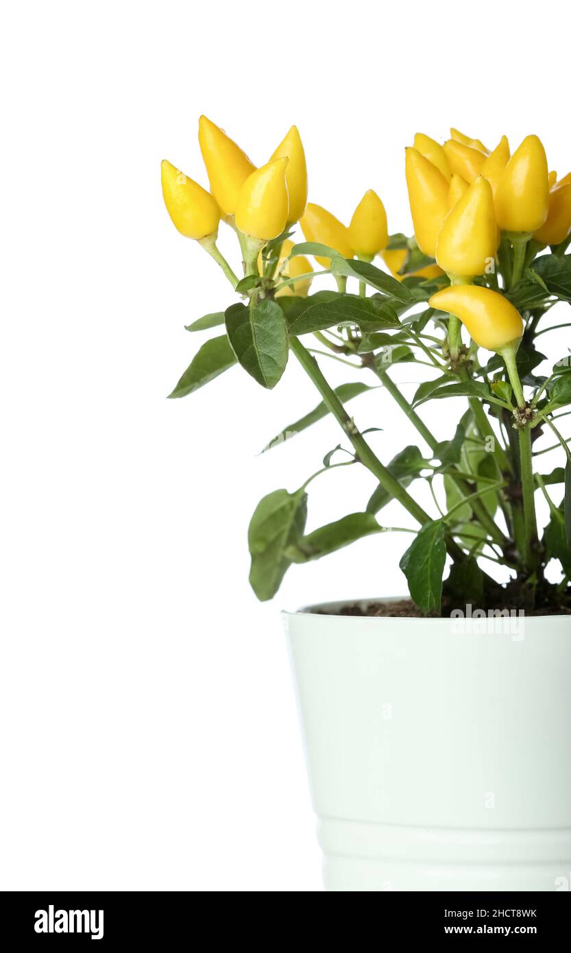Pepper tree in pot on white background Stock Photo - Alamy