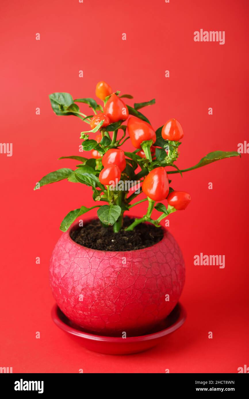 Pepper tree in pot on red background Stock Photo - Alamy