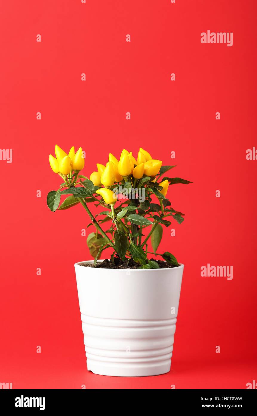 Red bell pepper growing in pot hi-res stock photography and images - Alamy