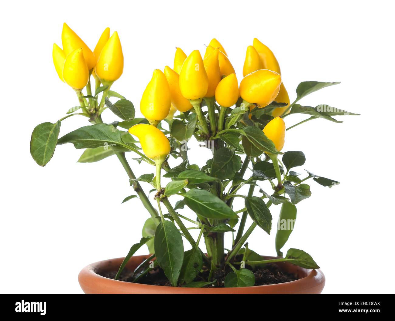 Pepper tree in pot on white background Stock Photo - Alamy