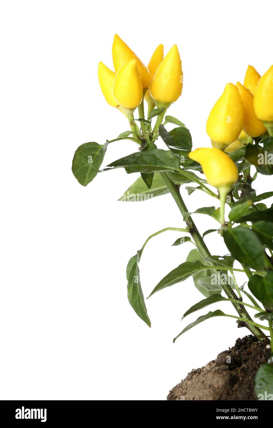 Pepper tree in ground on white background, closeup Stock Photo - Alamy
