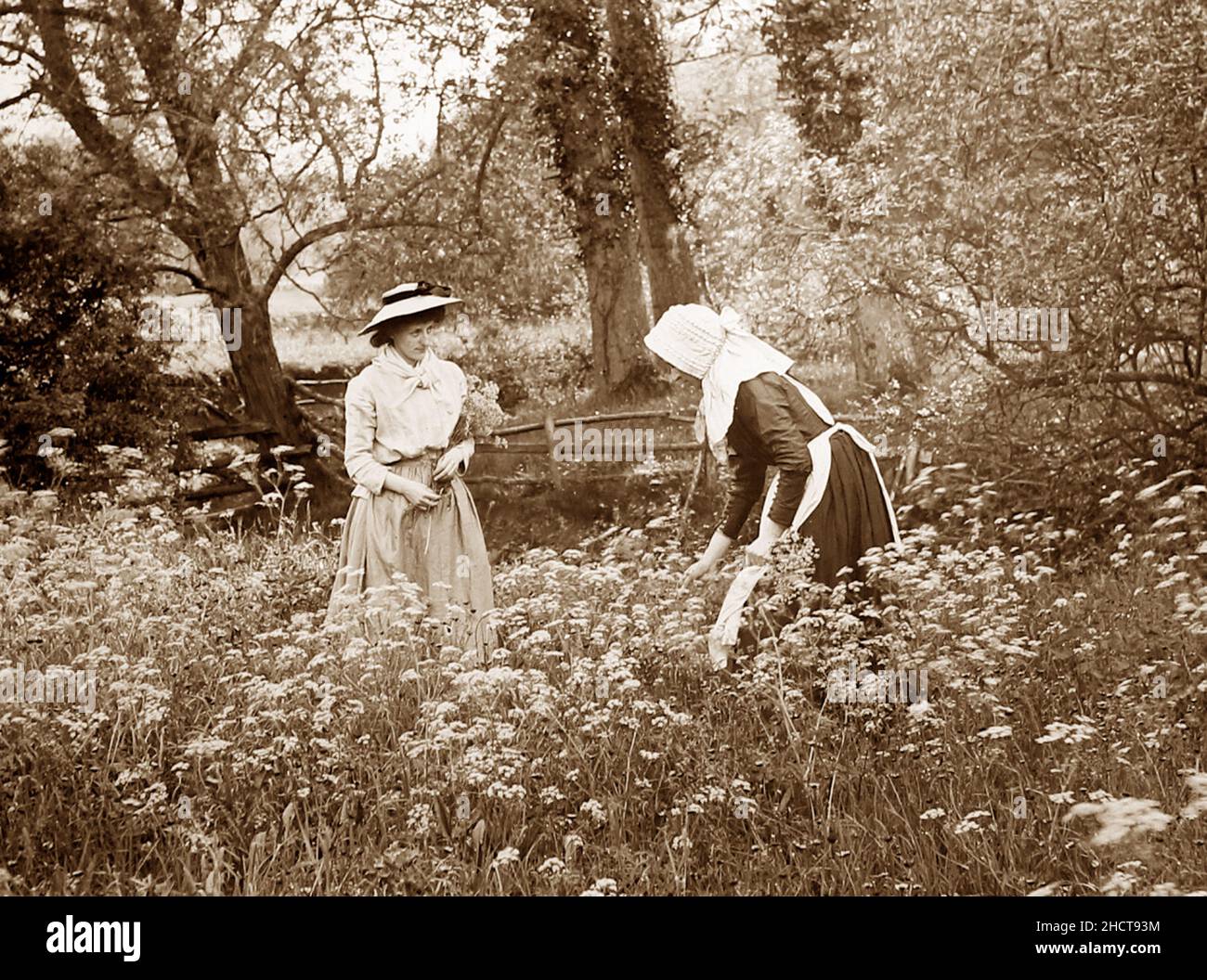Picking daisies, Victorian period Stock Photo - Alamy