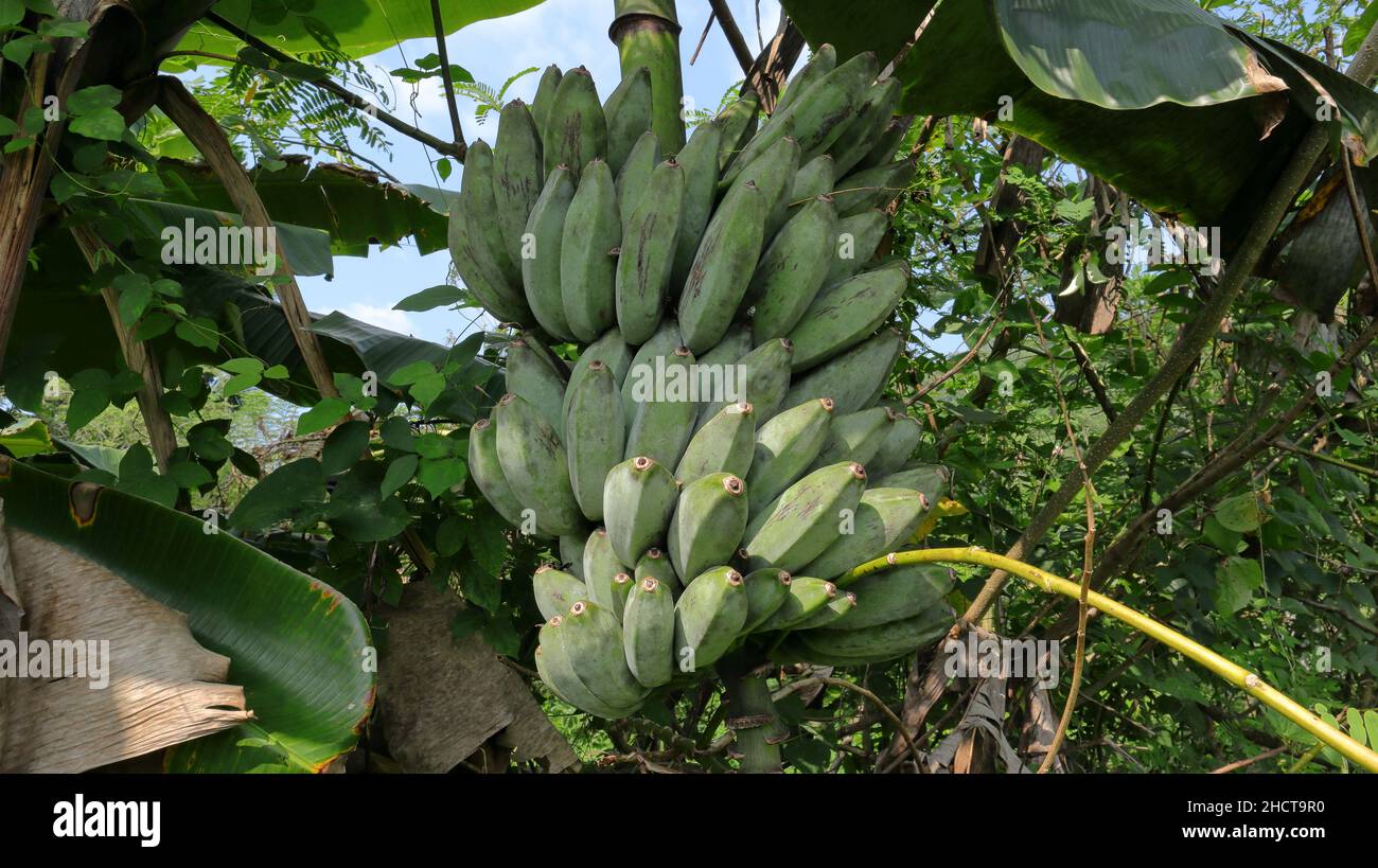 Ash plantain hi-res stock photography and images - Alamy