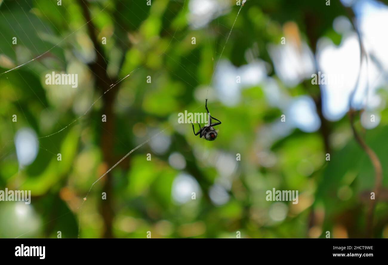 Tangled in a net caught stuck hi-res stock photography and images - Alamy