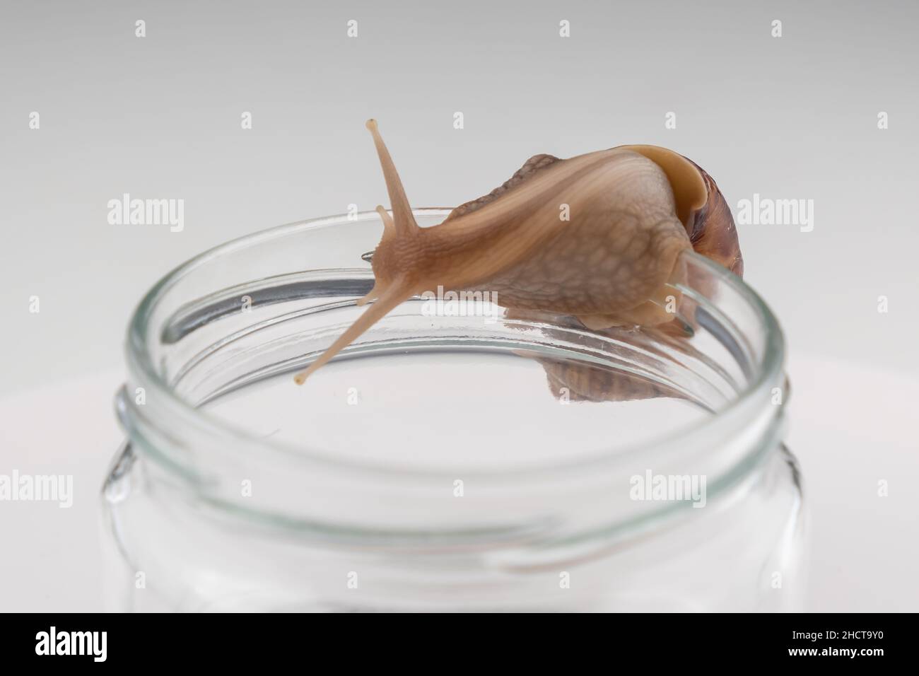 Close-up of a snail crawling on an empty glass jar on a white ...