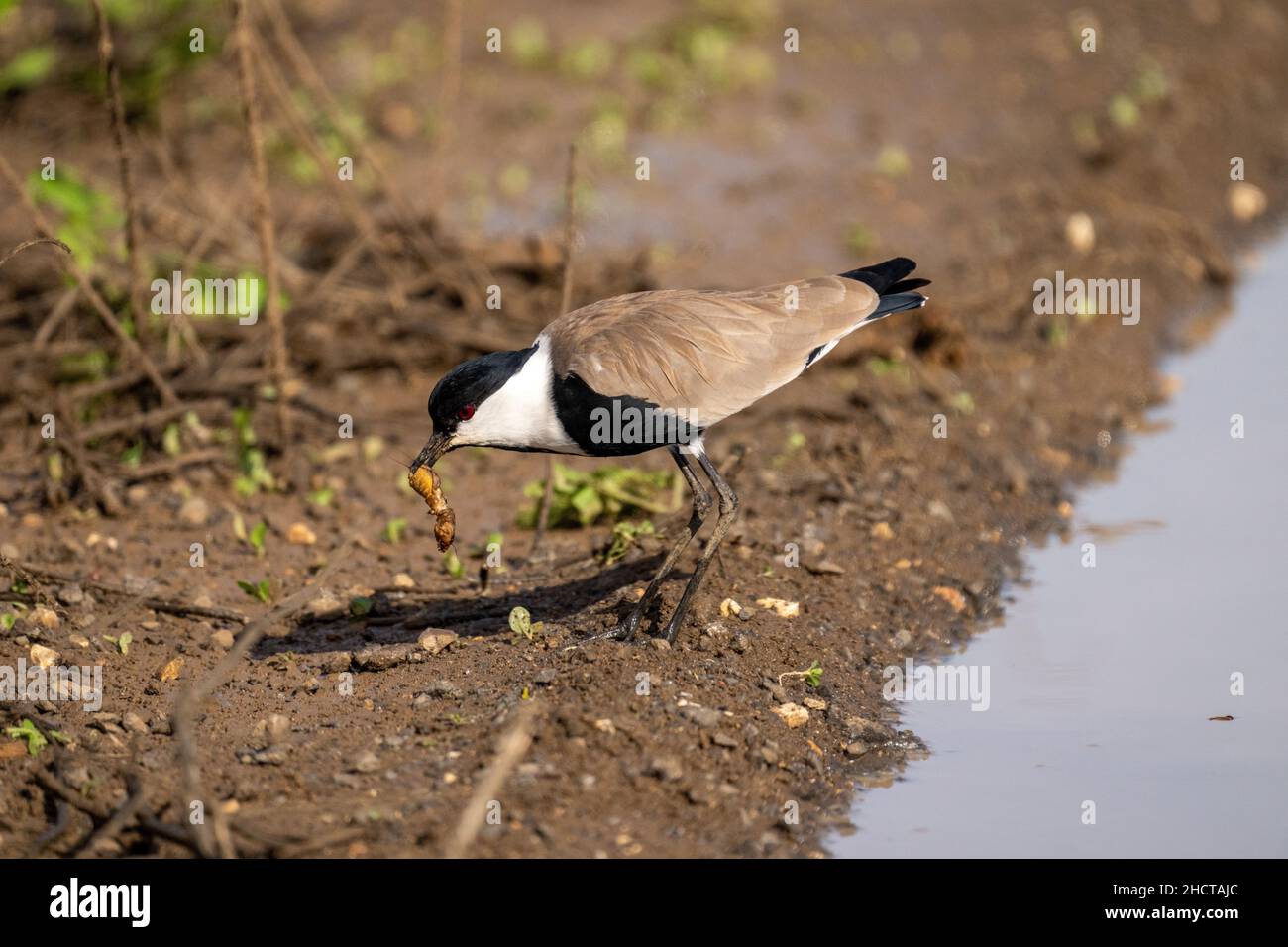 Mole birds hi-res stock photography and images - Alamy