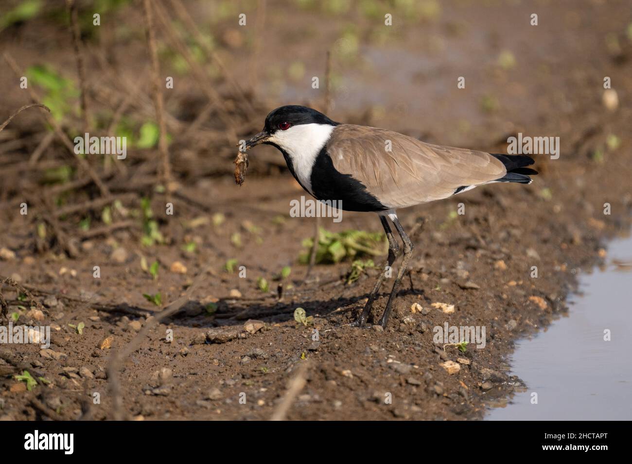 spur-winged lapwing or spur-winged plover (Vanellus spinosus) eating ...