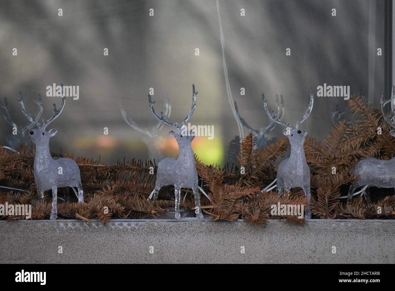 Reindeer with dried up Fir branches Stock Photo - Alamy