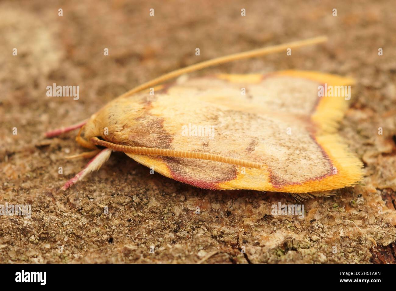 Closeup on a small but colorfull Oak lantern moth, Carcina quercana ...