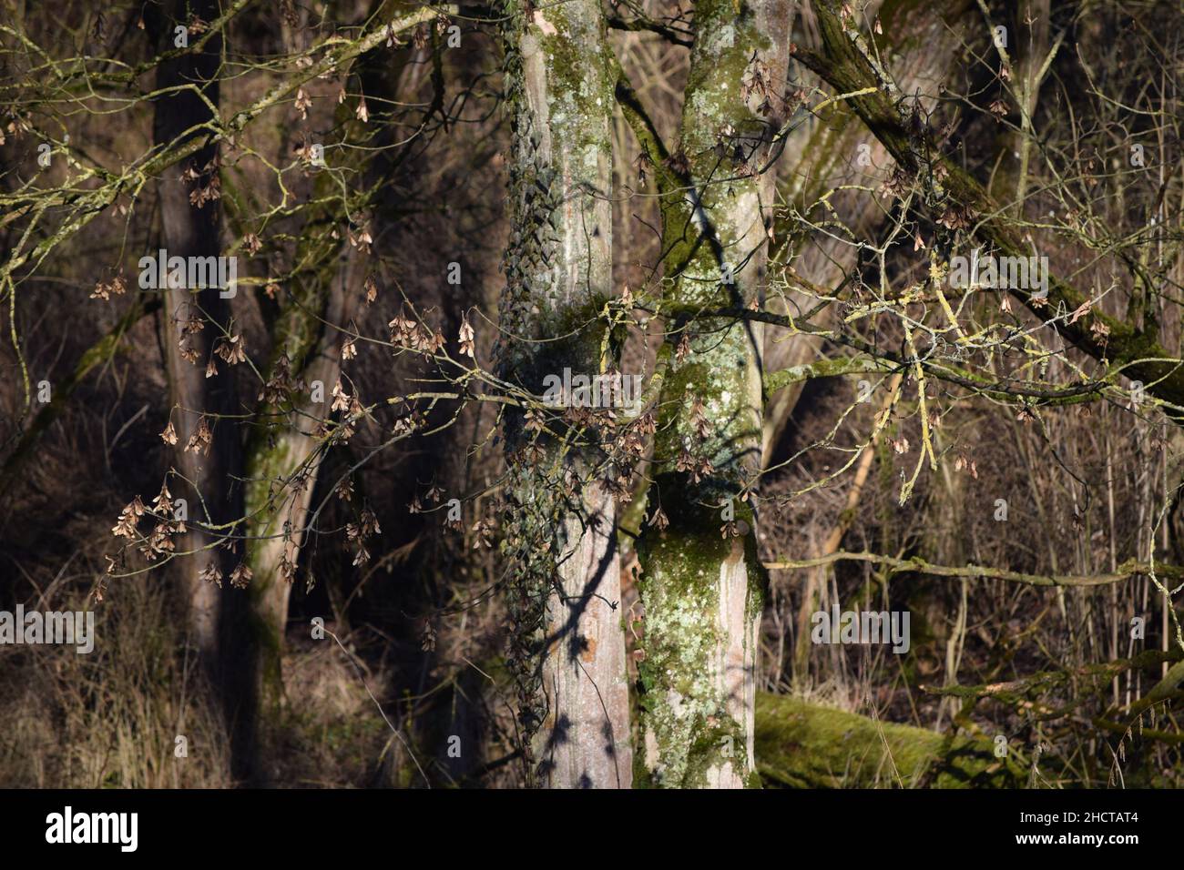 unusually warm December days in the Forest Stock Photo - Alamy
