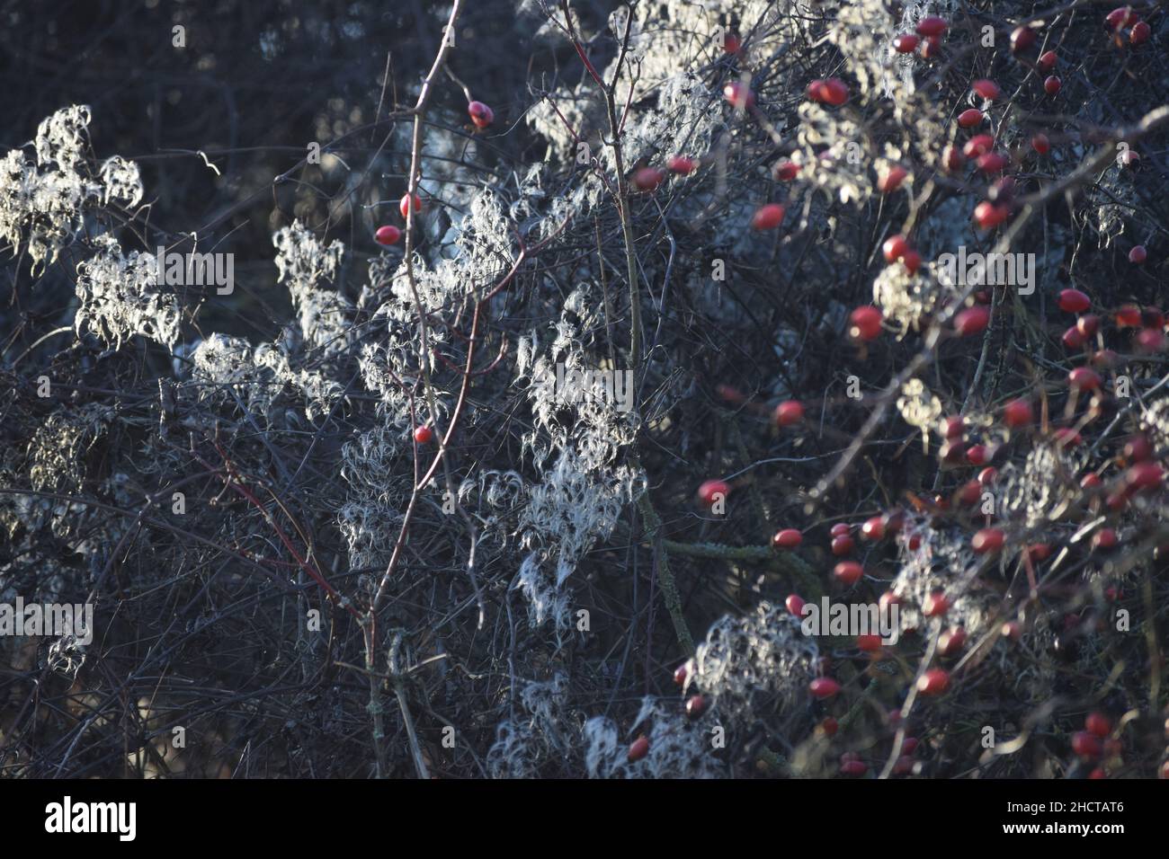 Light reflection from the Clematis Stock Photo - Alamy