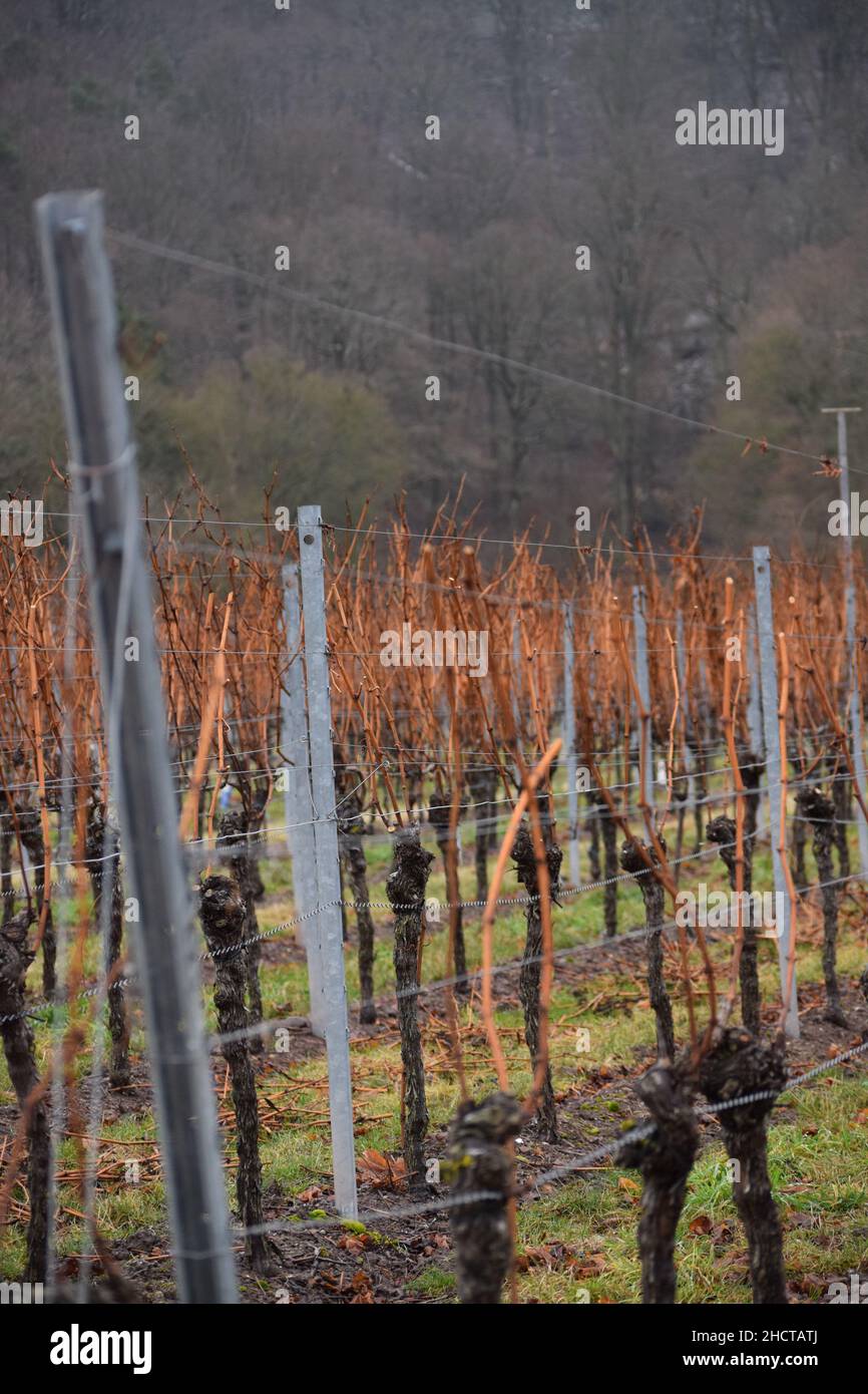 Special winter color hi-res stock photography and images - Alamy