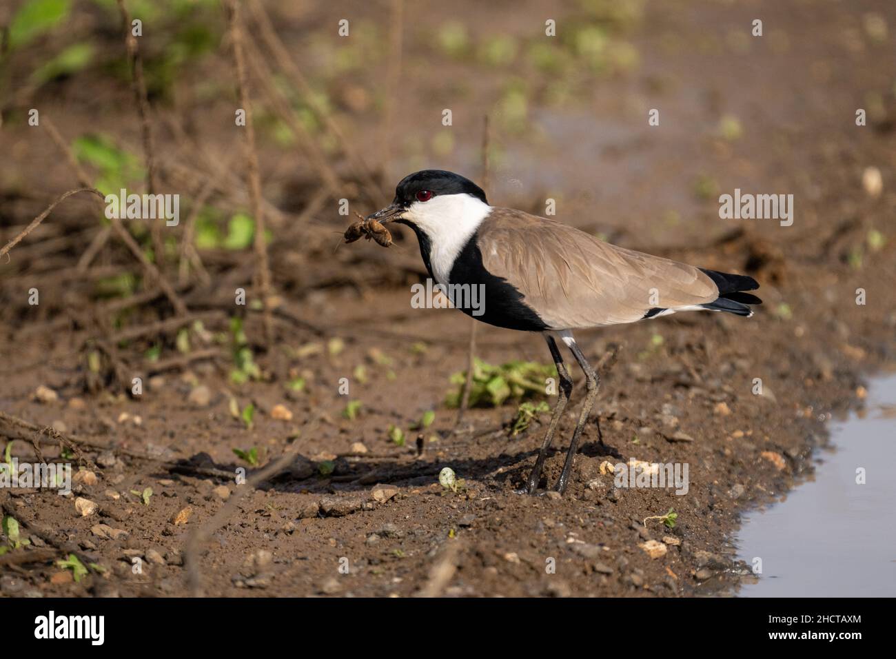 Cricket for birds hi-res stock photography and images - Alamy