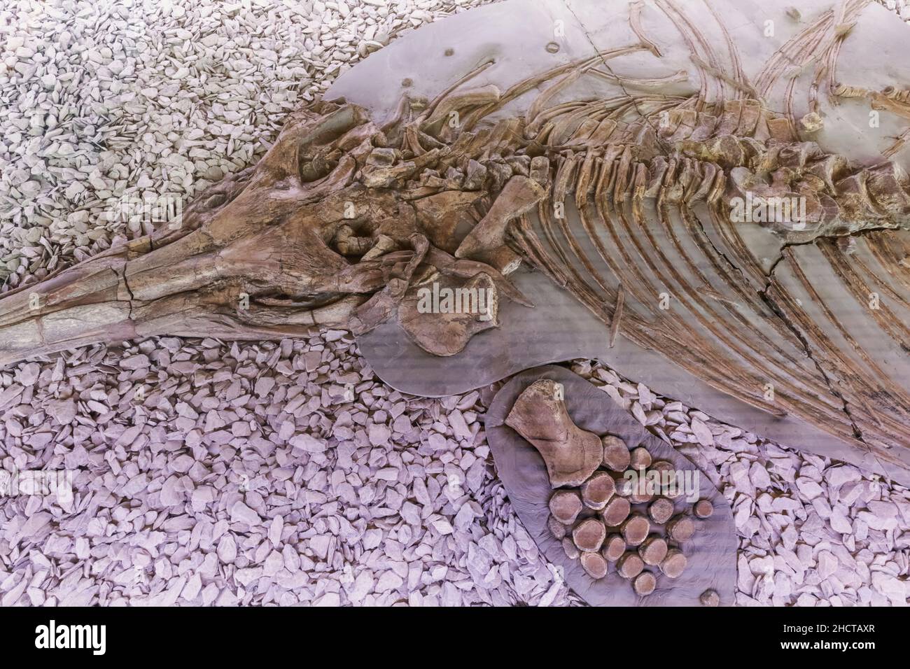 Museum of jurassic marine life hi-res stock photography and images - Alamy