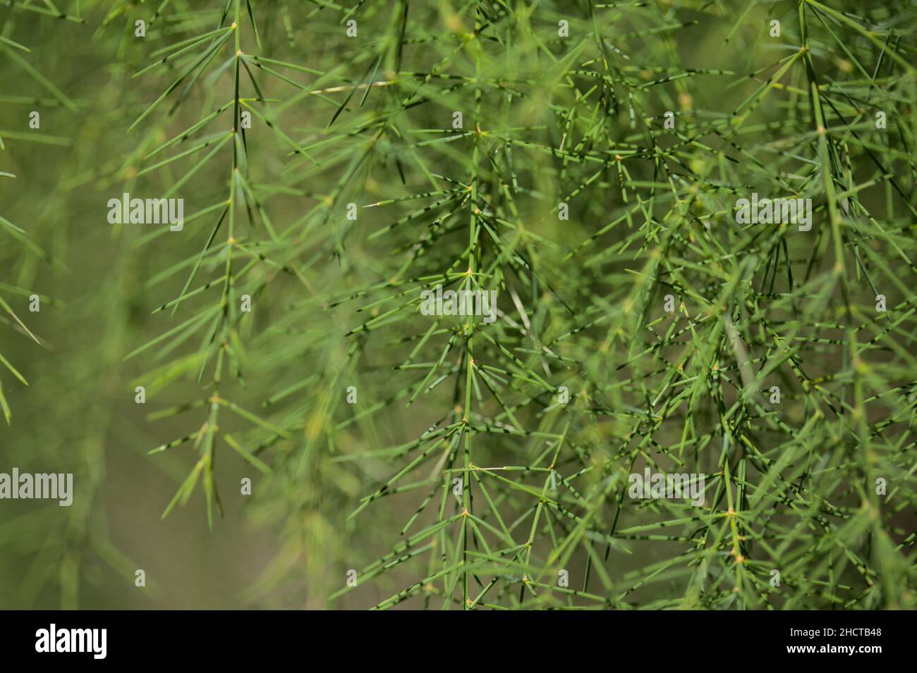 Flora of Gran Canaria - Canarian lavender, Lavandula canariensis ...