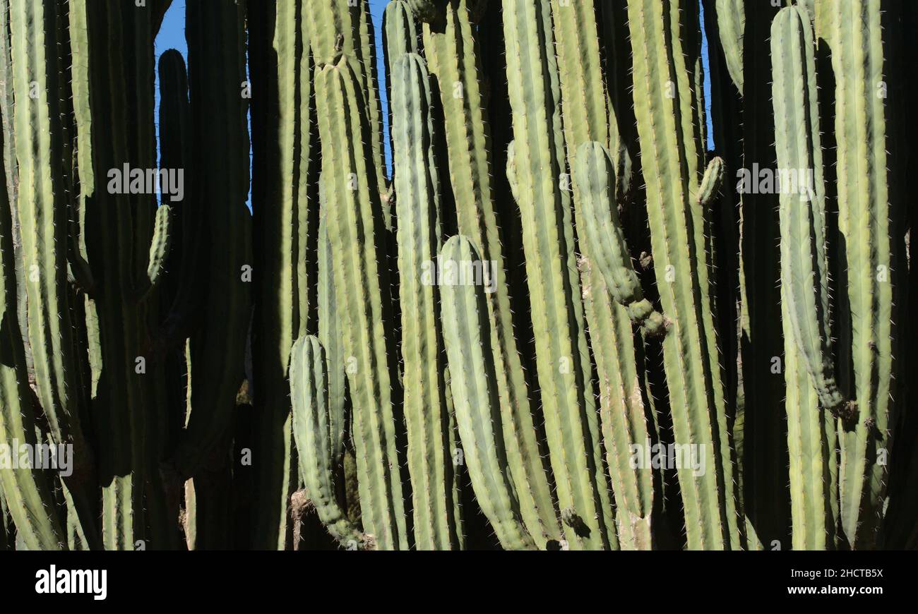 Flora of Gran Canaria - Euphorbia Canariensis, Hercules club, plant ...