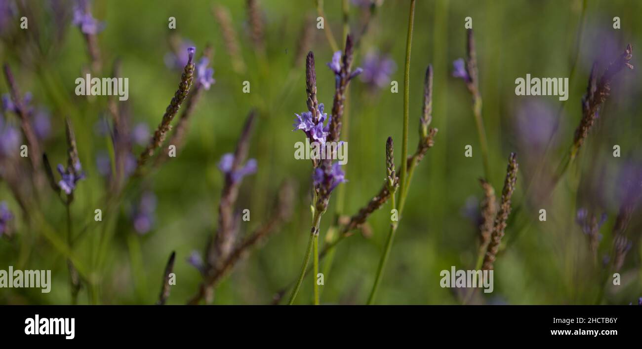 Flora of Gran Canaria - Canarian lavender, Lavandula canariensis ...
