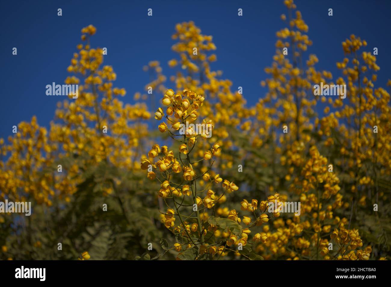 Yellow flowers of Senna spectabilis, golden wonder tree, natural macro ...