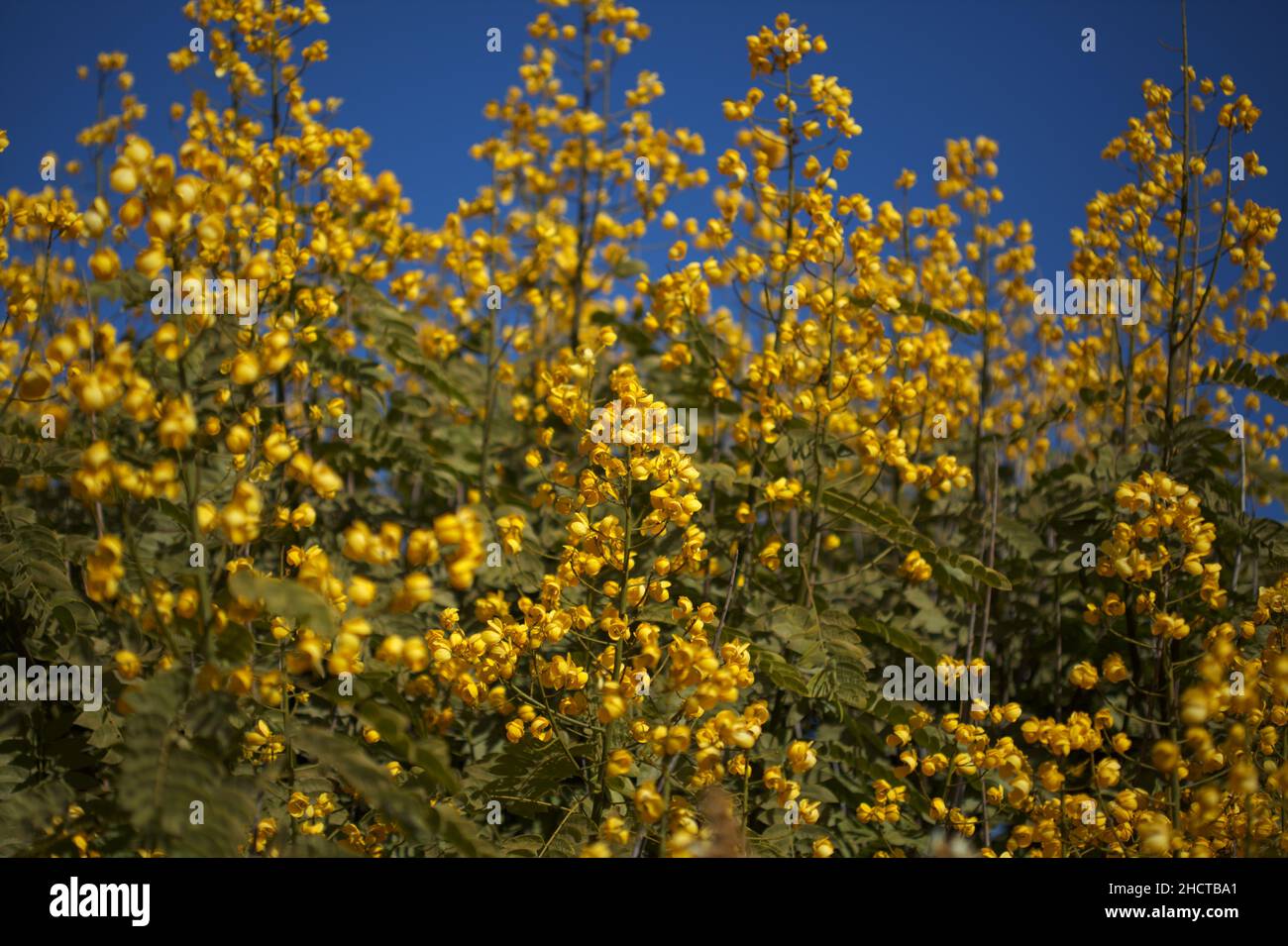 Yellow flowers of Senna spectabilis, golden wonder tree, natural macro ...