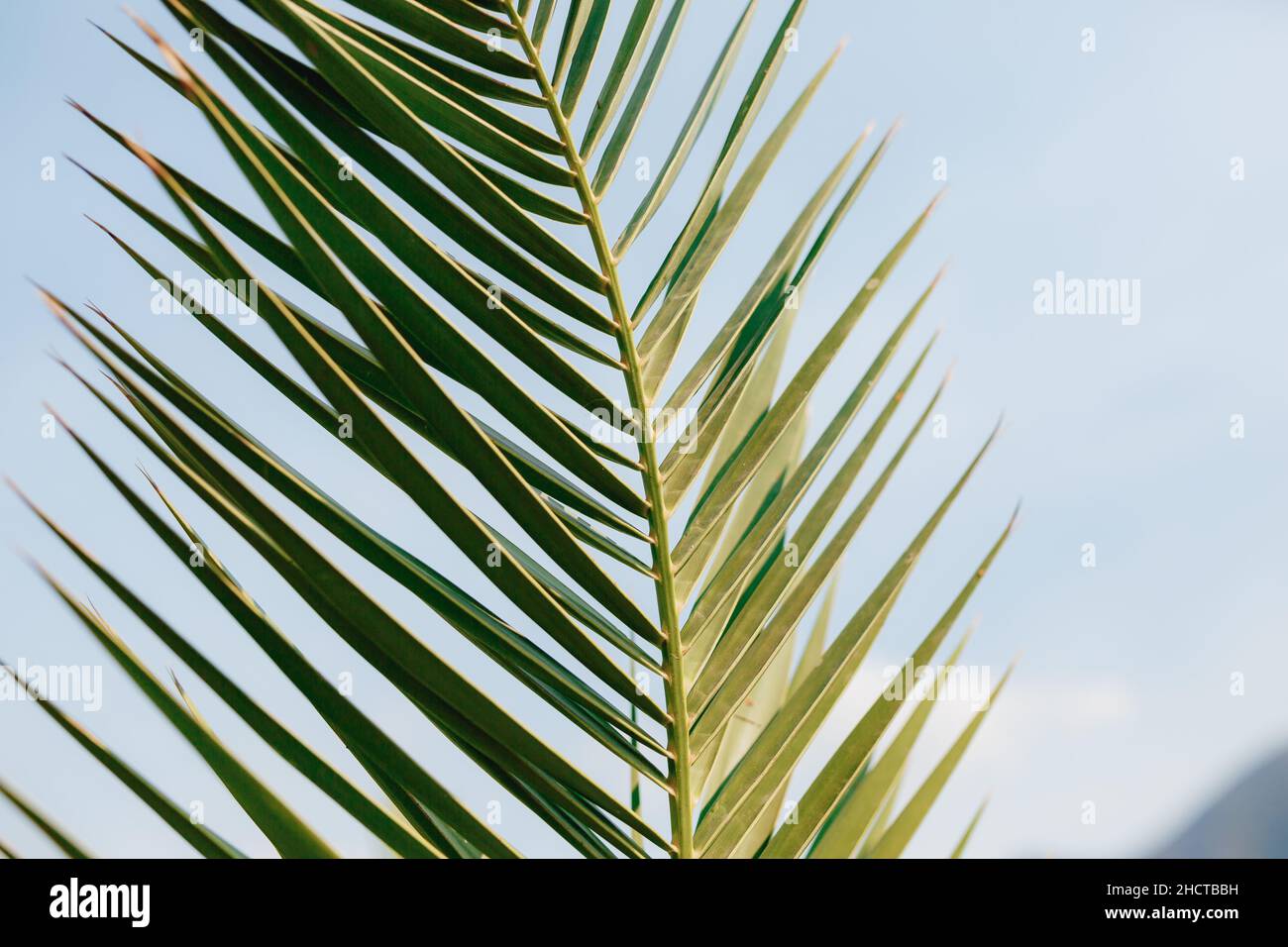 Sharp green palm leaf on blue background. Macro Stock Photo - Alamy