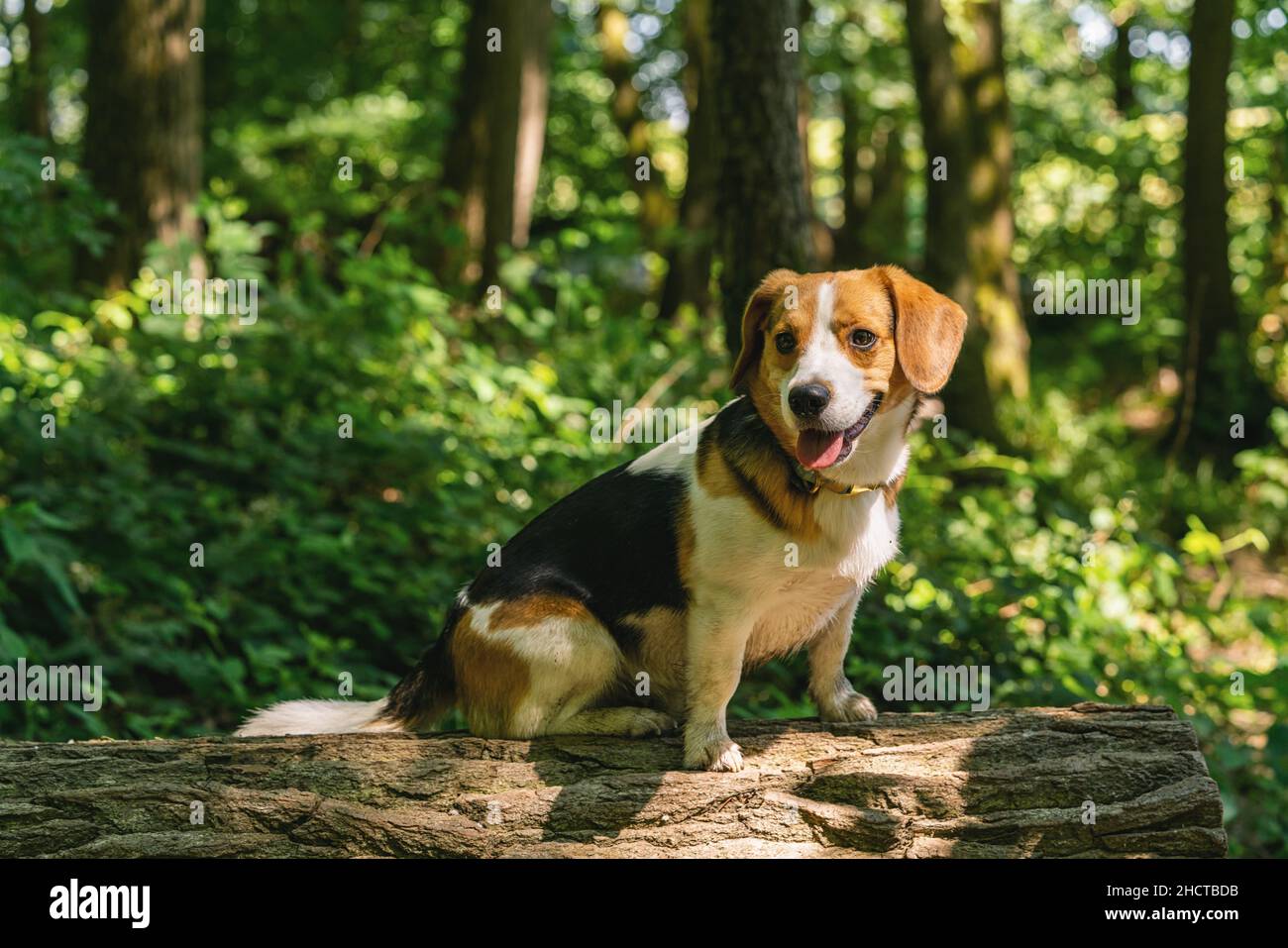 Beagle dogs hi-res stock photography and images - Alamy