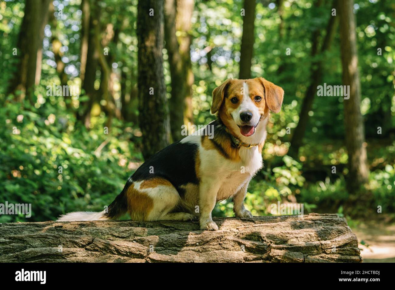 Beautiful Beagle dog sitting on a tree trunk Stock Photo - Alamy