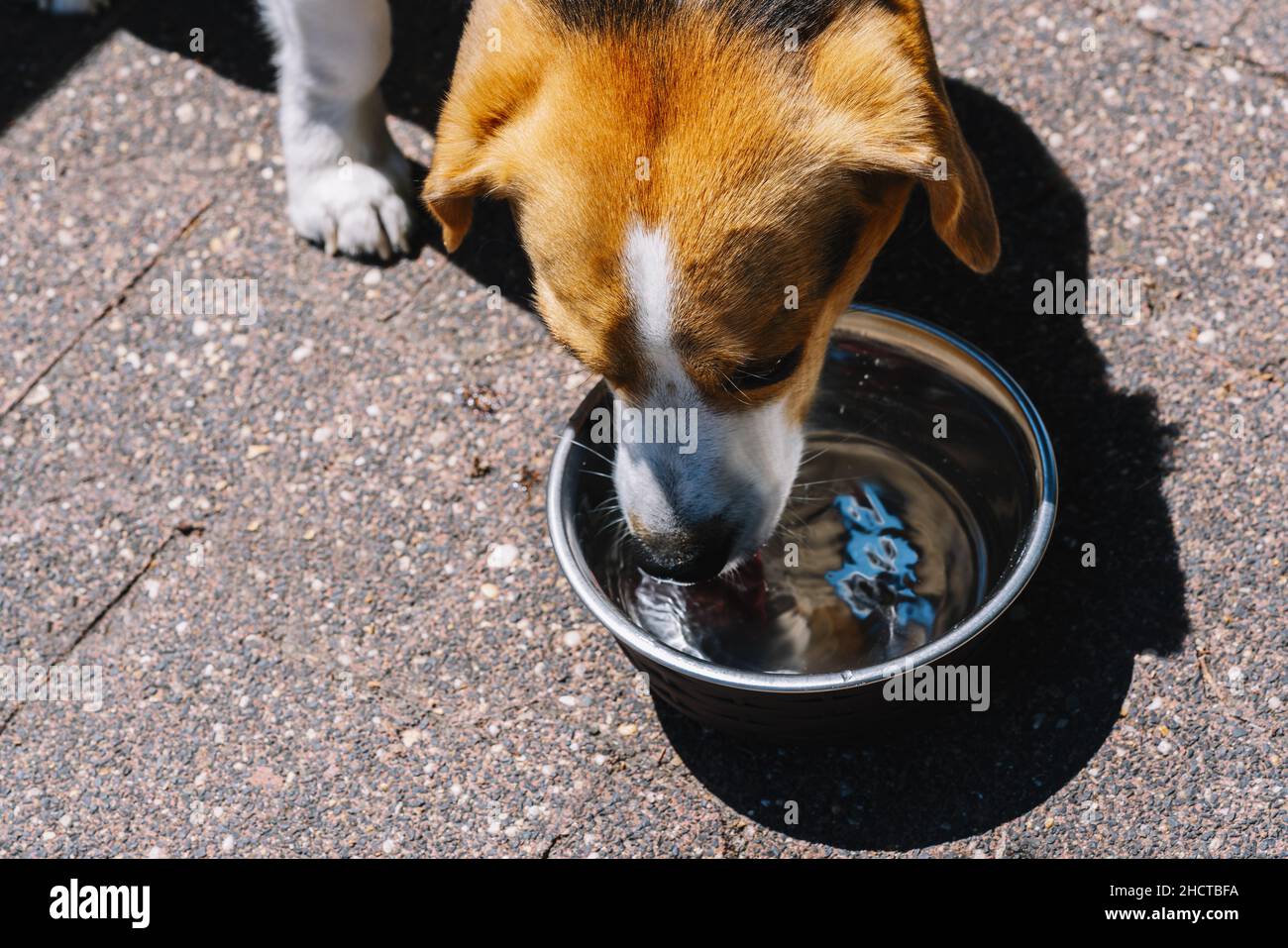 drinking beagle dog Stock Photo - Alamy