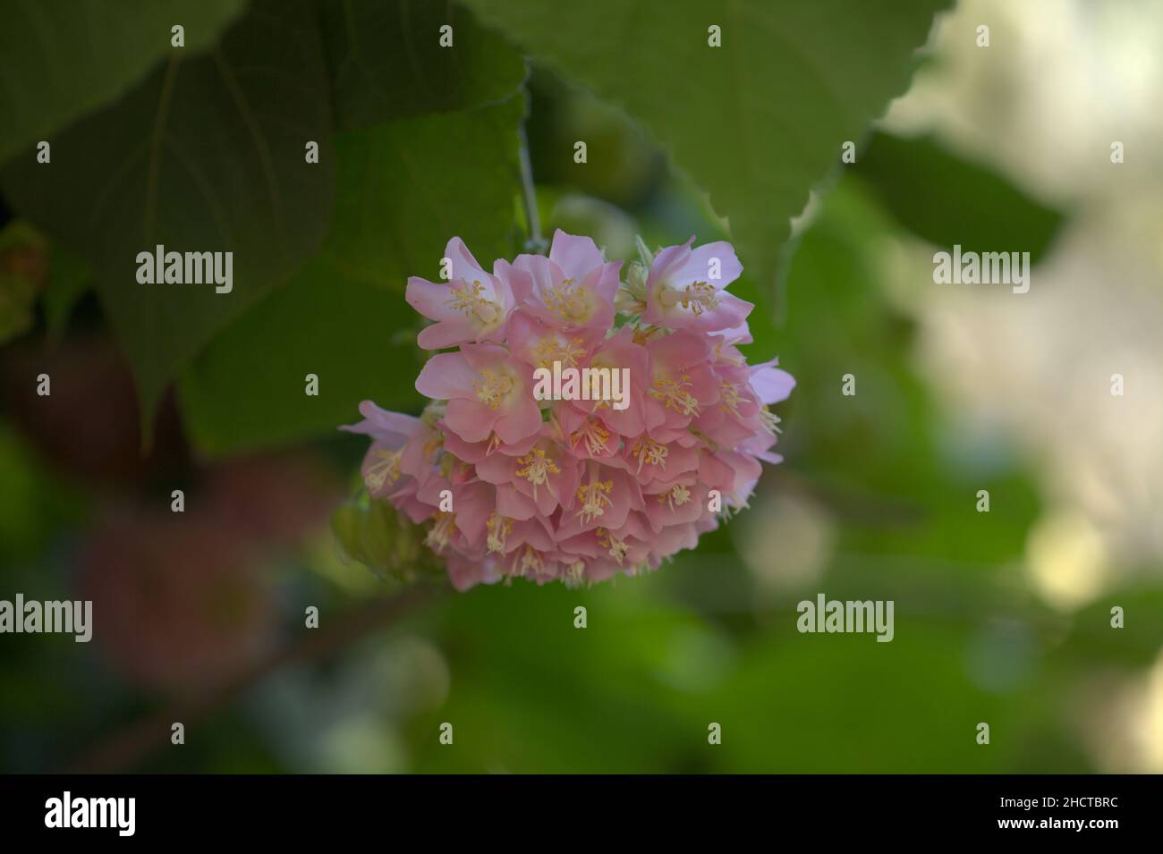 Flowering Dombeya wallichii, pink ball tree natural macro floral ...
