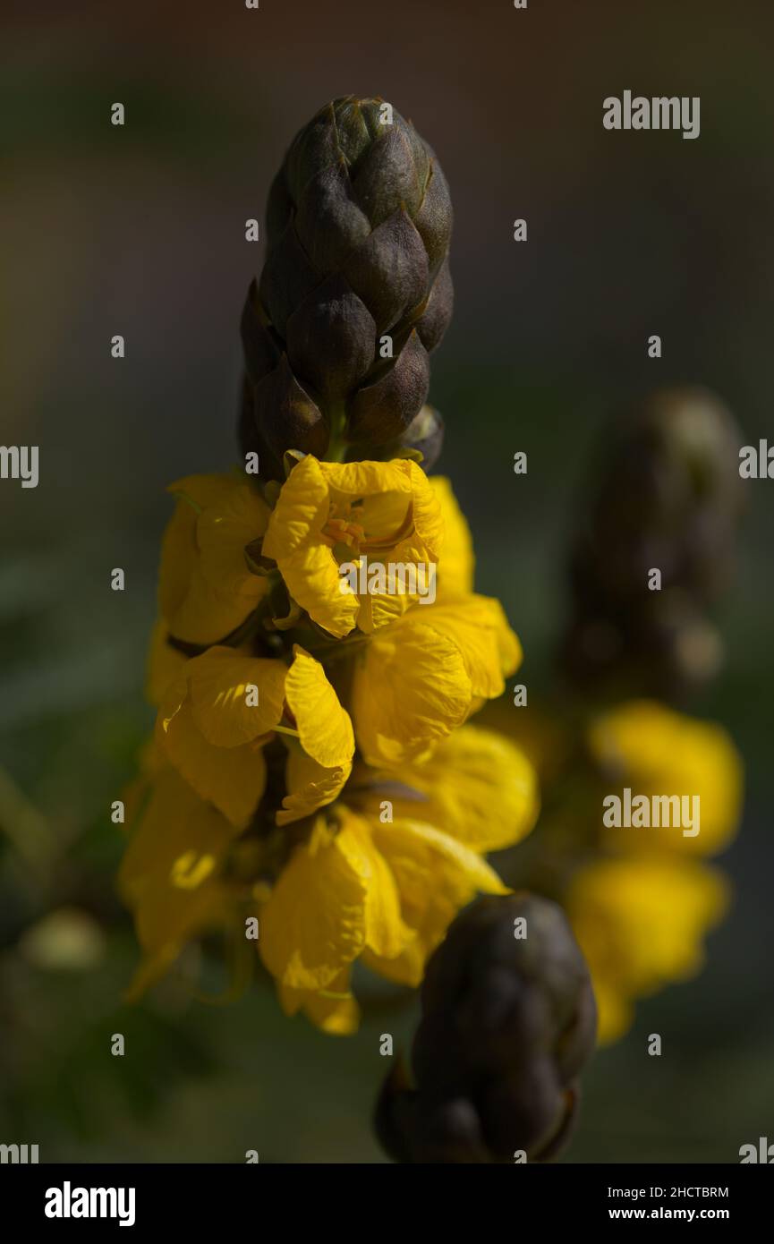 Yellow flowers of Senna didymobotrya aka popcorn cassia, natural floral ...