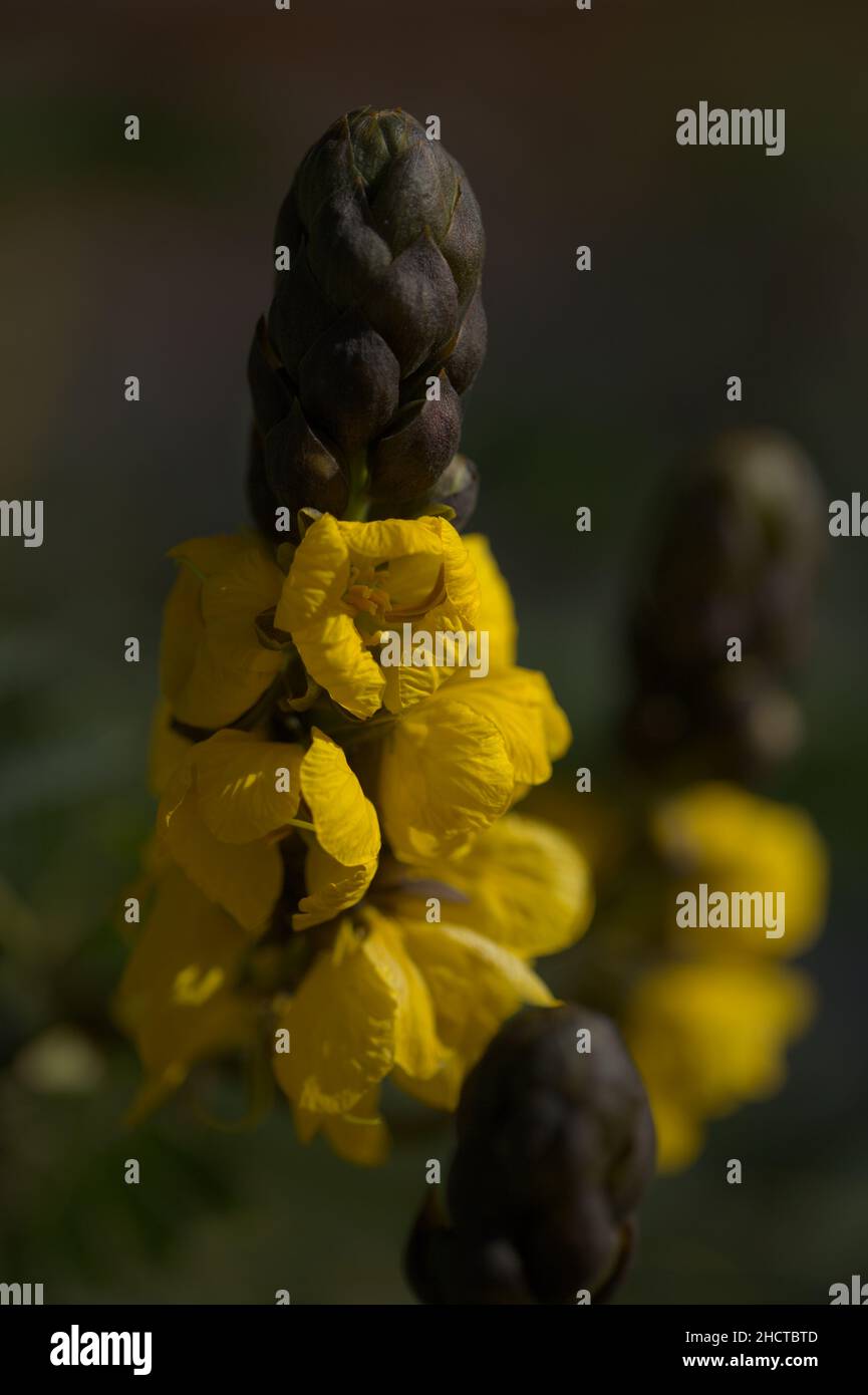 Yellow flowers of Senna didymobotrya aka popcorn cassia, natural floral ...