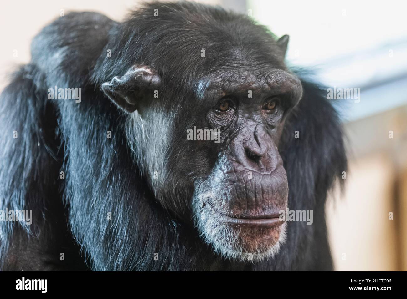 Monkey world attraction hi-res stock photography and images - Alamy