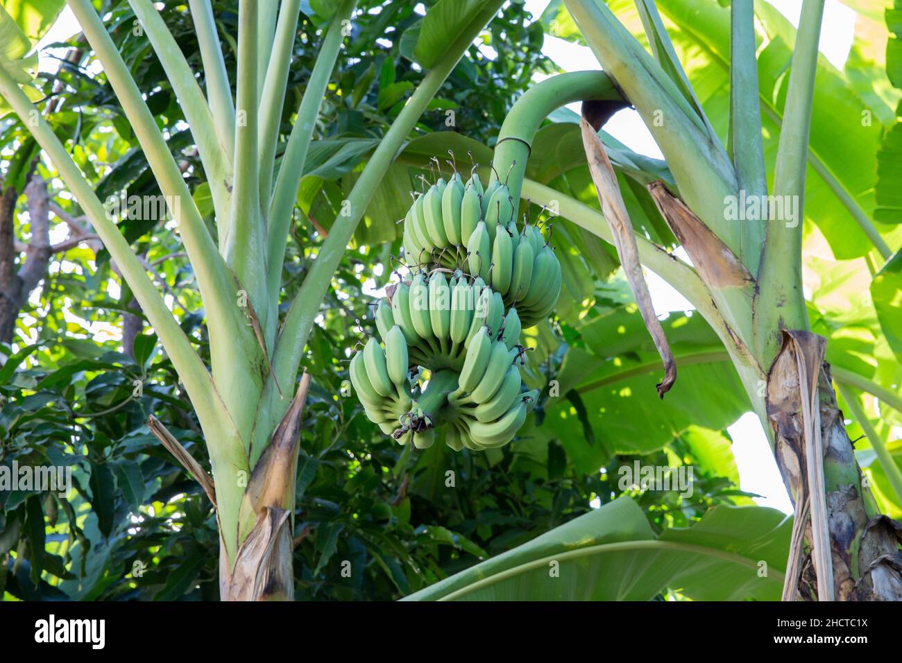 Raw bananas hanging on banana tree, focus selective Stock Photo - Alamy