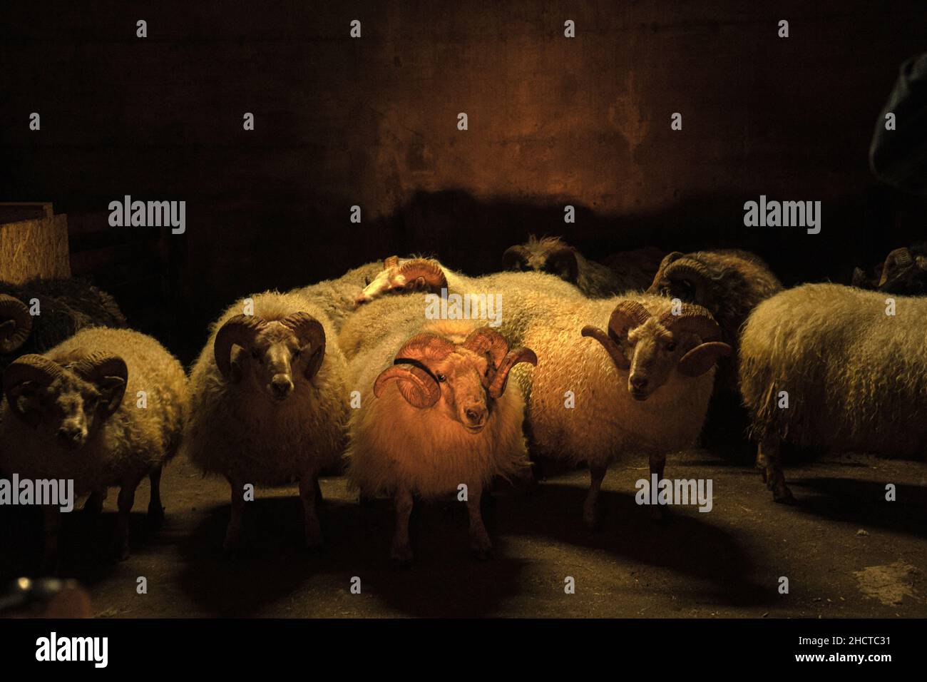 LAMB (2021), directed by VALDIMAR JOHANNSSON. Credit: Film I Väst ...