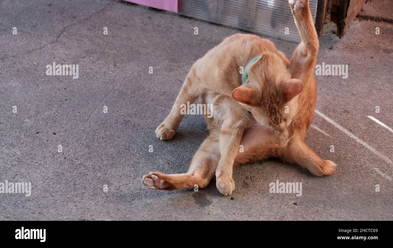 Light Colored Blond Cat Pet Stock Photo - Alamy