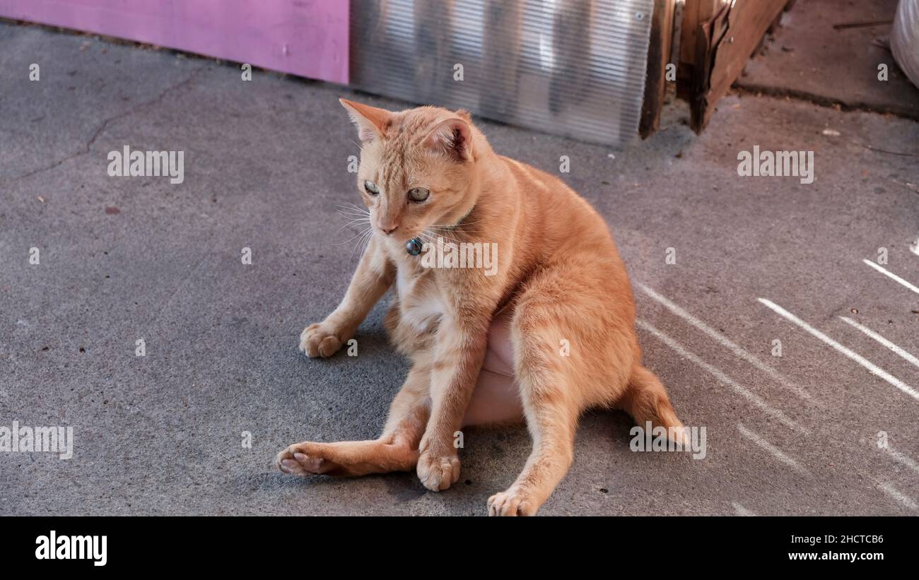 Light Colored Blond Cat Pet Stock Photo - Alamy