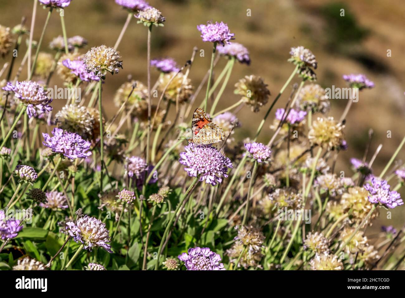 The village of Bova in the Province of Reggio Calabria, Italy Stock ...