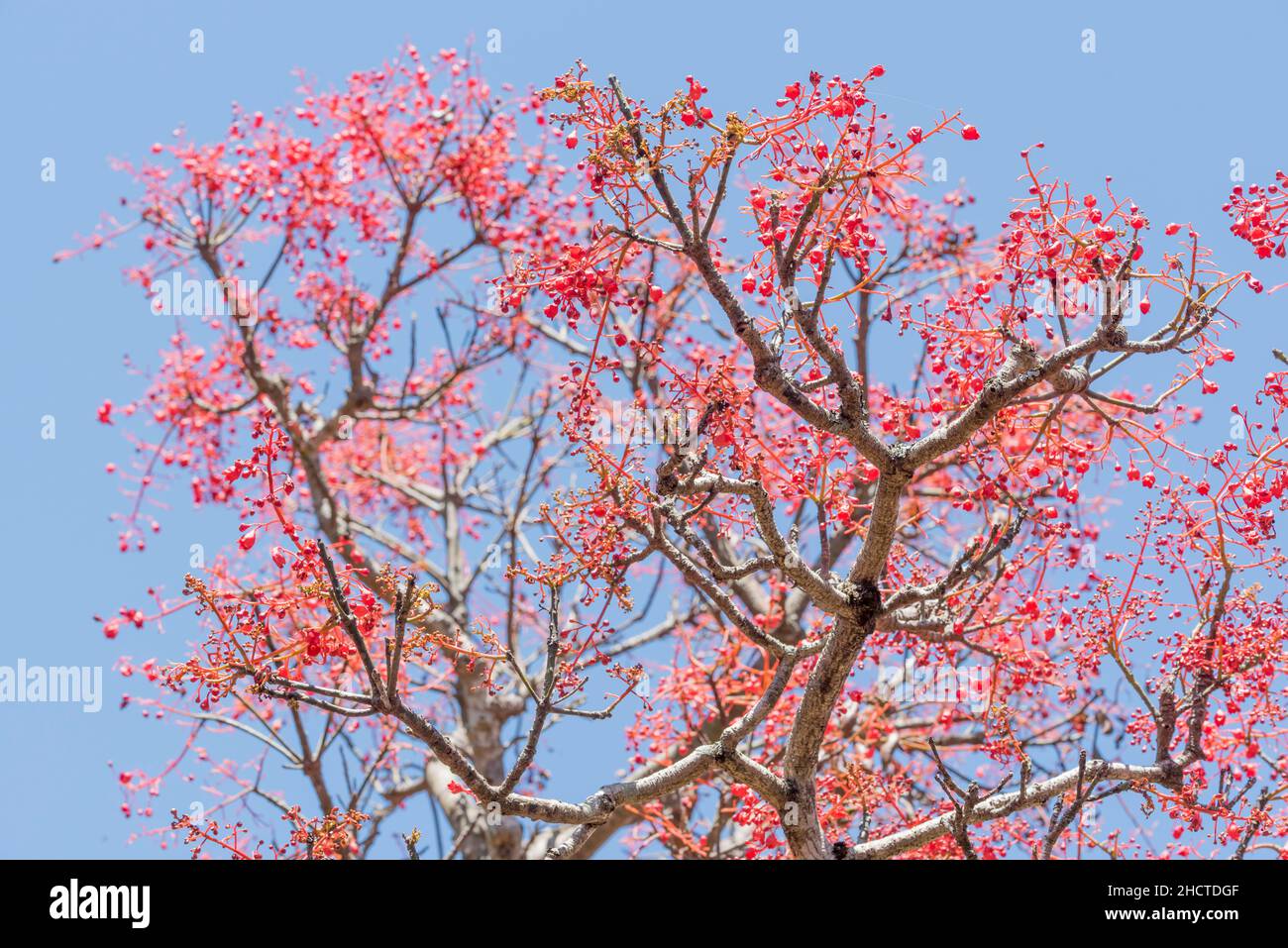 A flowering Illawarra Flame or Lacebark Tree Brachychiton acerifolius ...
