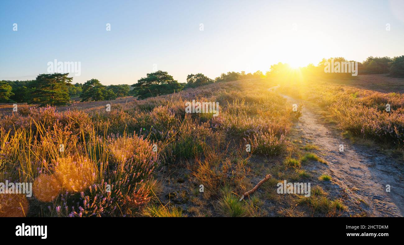 path through endless hills with blooming heather at sunrise Stock Photo ...
