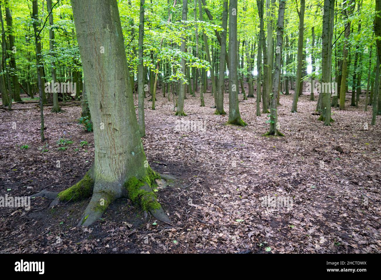New Growth over Old, Spring Forest Stock Photo - Alamy