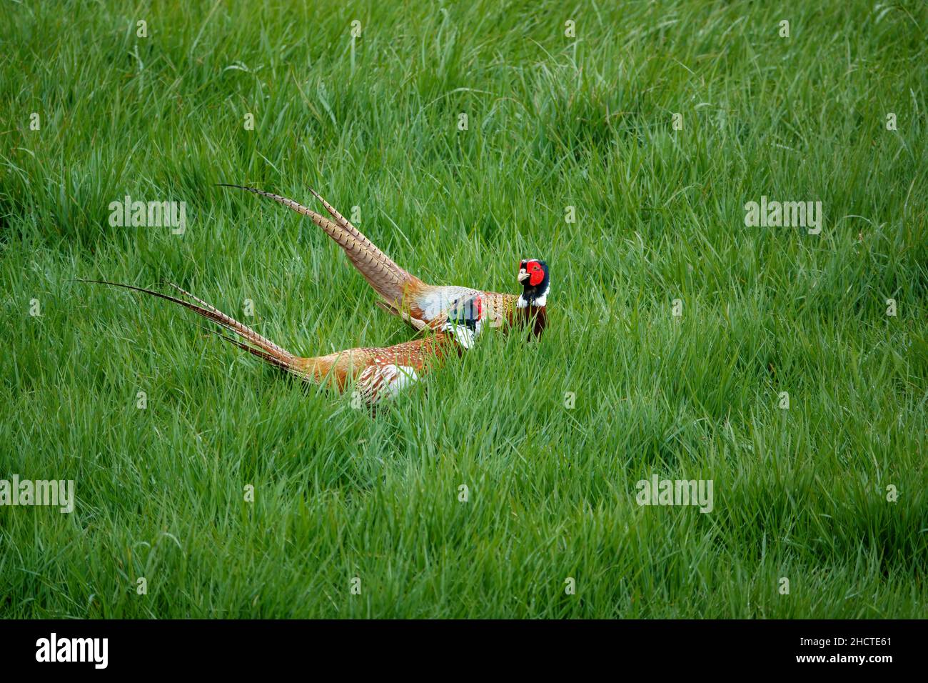 two male cock pheasants (Phasianus colchicus) prepare to fight over females and territory Stock ...