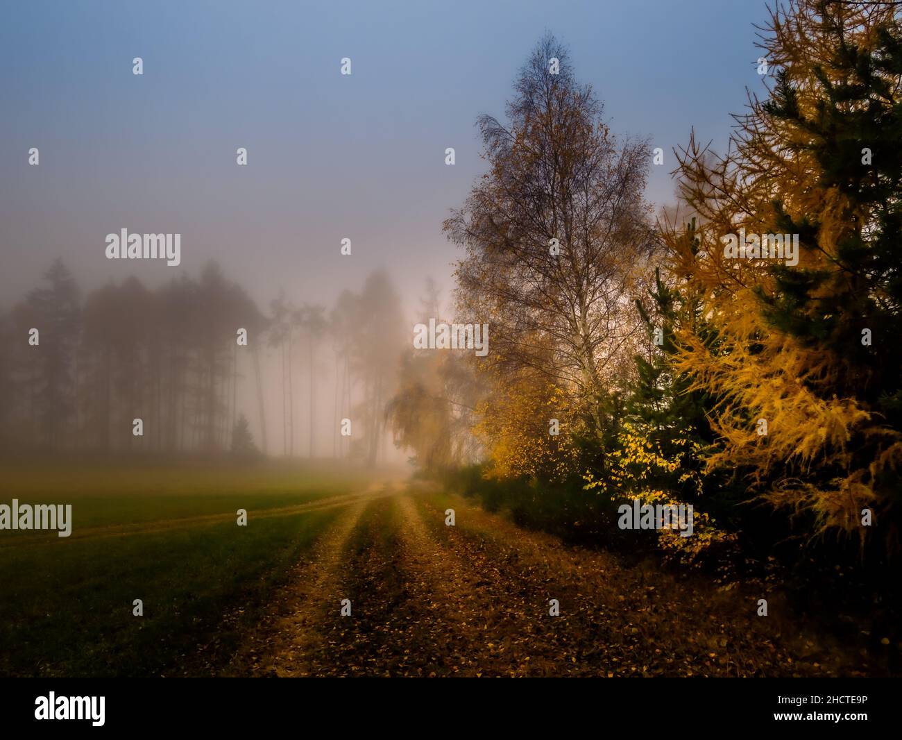 Magical foggy gloomy landscape with trees,fog, autumn landscape ...