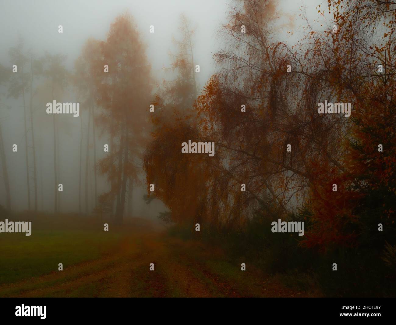 Magical foggy gloomy landscape with trees,fog, autumn landscape ...