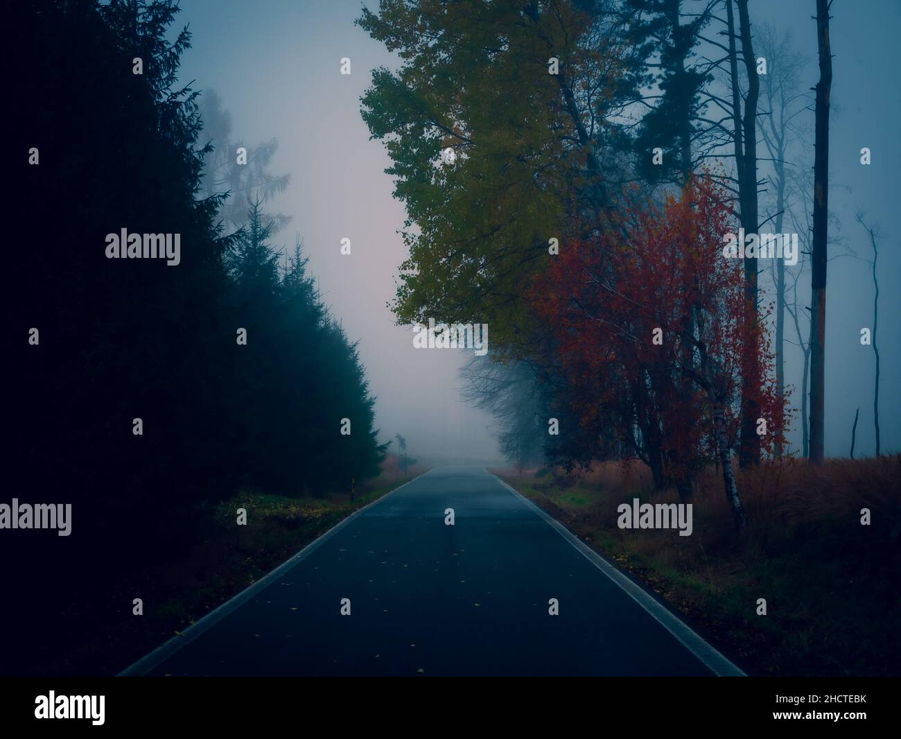 Asphalt road during foggy conditions, bad weather, fog, line, trees ...