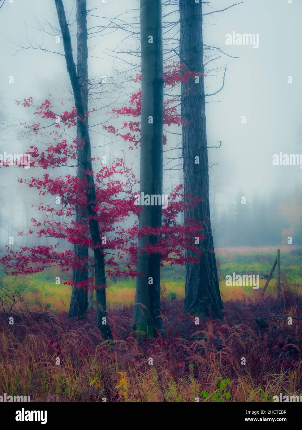 Magical foggy forest, fog,tree trunks, gloomy autumn landscape. Eastern ...