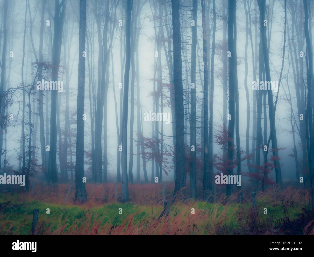 Magical foggy forest, fog,tree trunks, gloomy autumn landscape. Eastern ...