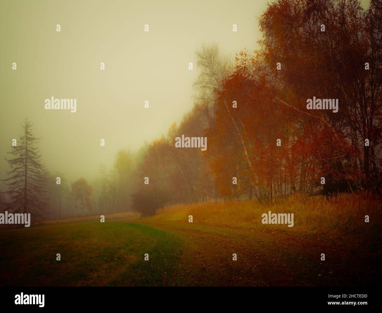 Magical foggy gloomy landscape with trees,fog, autumn landscape ...
